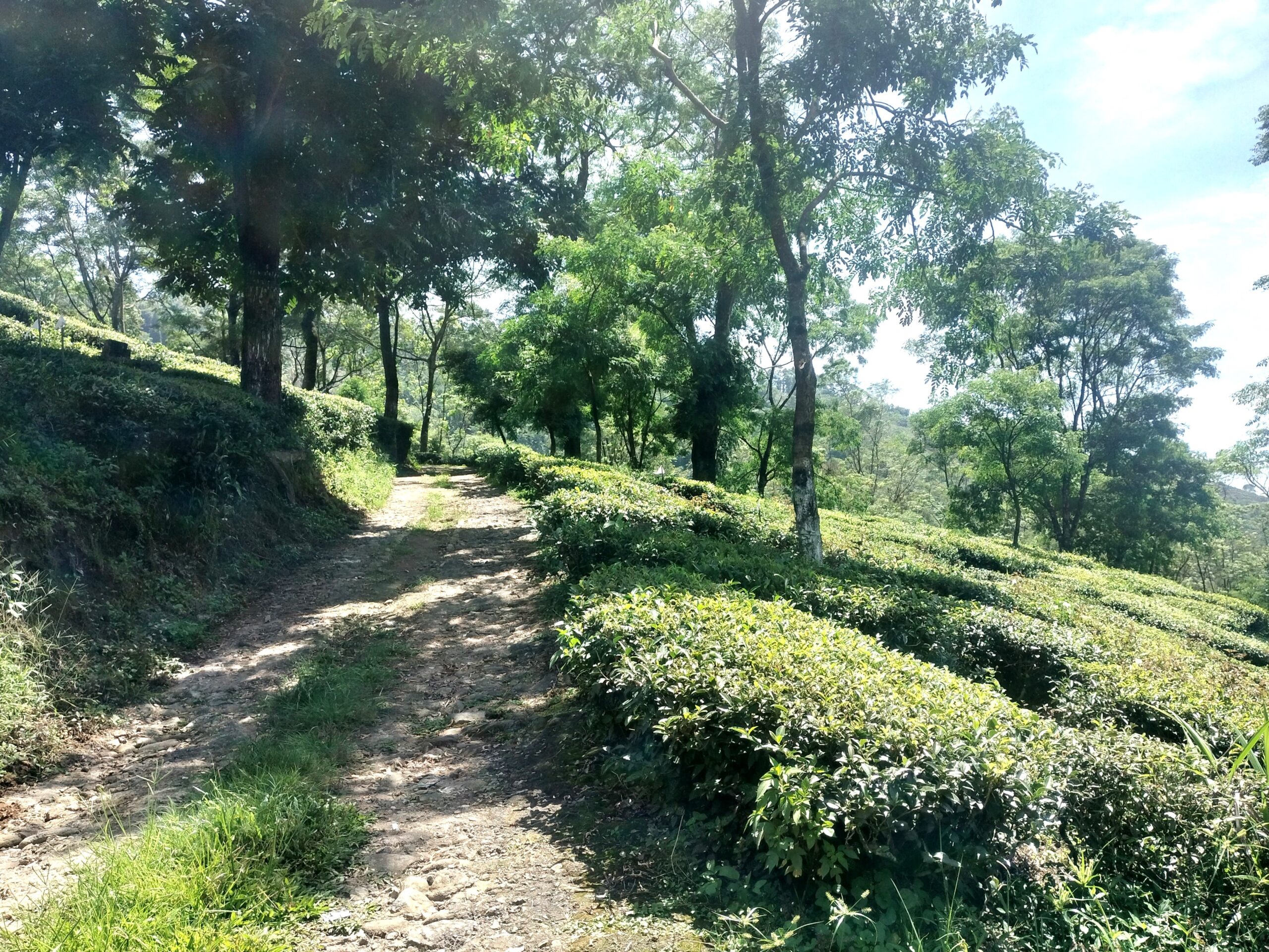 Darjeeling tea estate tour-Gopaldhara & Okey | Tabakoshi Homestay Tea ...